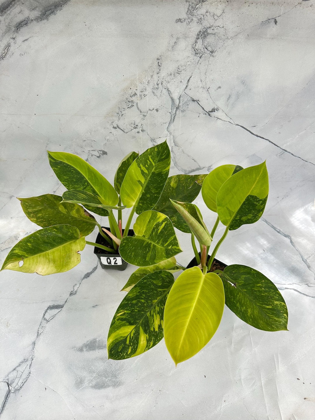 Philodendron 'green Congo' Nuclear Variegated, Pick Your Plant - Etsy