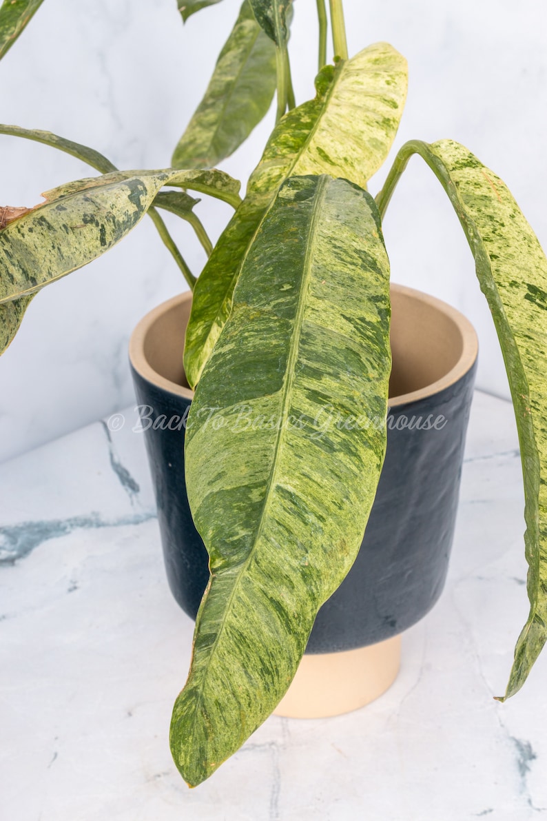 Epipremnum Giganteum Variegated Cuttings - Etsy