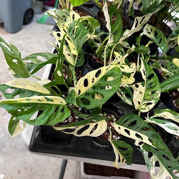 Tricolor Monstera Adansonii - Etsy