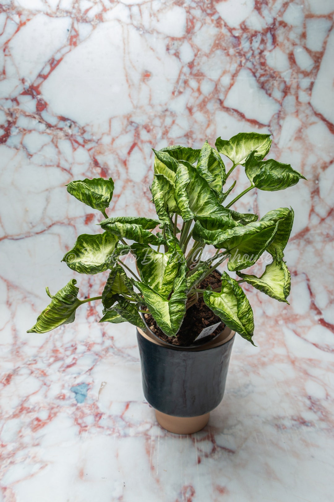 Syngonium Godzilla SYN22 - Etsy