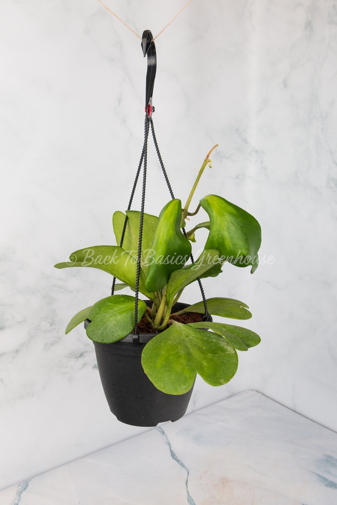 Hoya Kerrii Inner Variegated 6" Hanging Basket B32 - Etsy