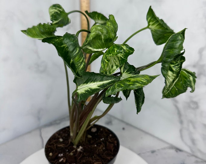 Syngonium Godzilla SYN23 - Etsy