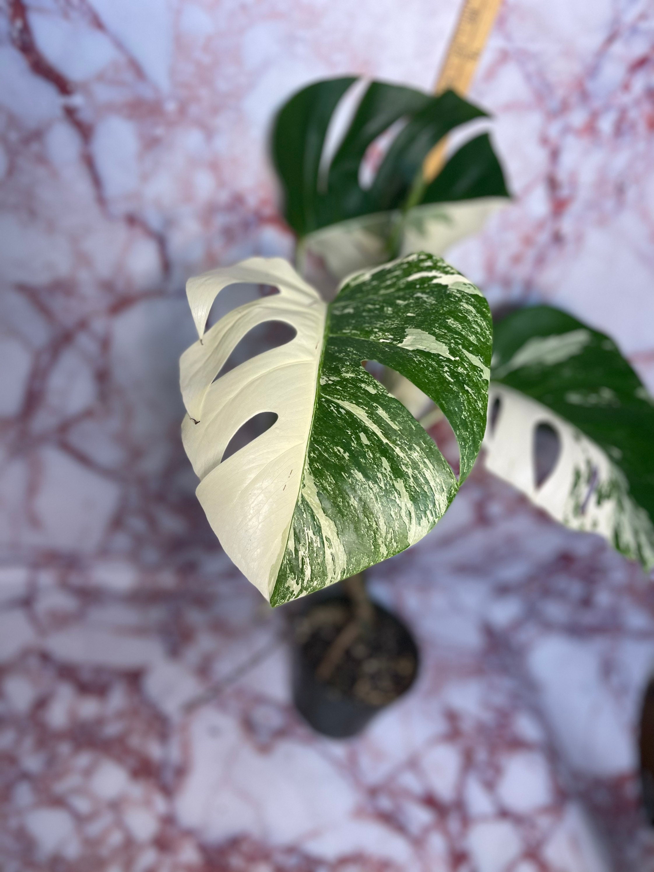 Monstera Albo Half Moon Variegated Monstera Rooted Plant - Etsy