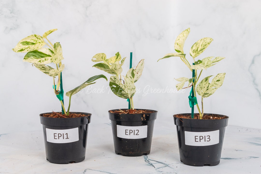 Epipremnum Pinnatum Marble, Pick Your Plant - Etsy