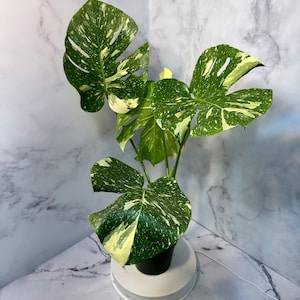 Extra Large Variegated Monstera Thai Constellation: Rooted Rare ...
