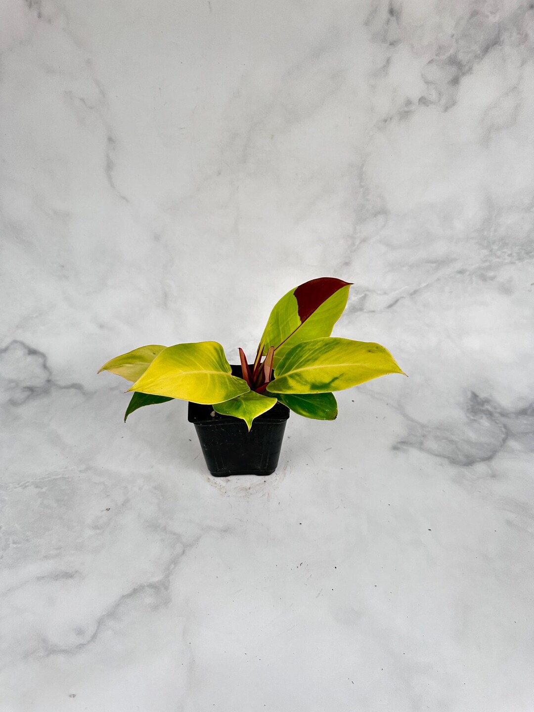 Philodendron Red Moon, Rare Variegated Philodendron O8 - Etsy