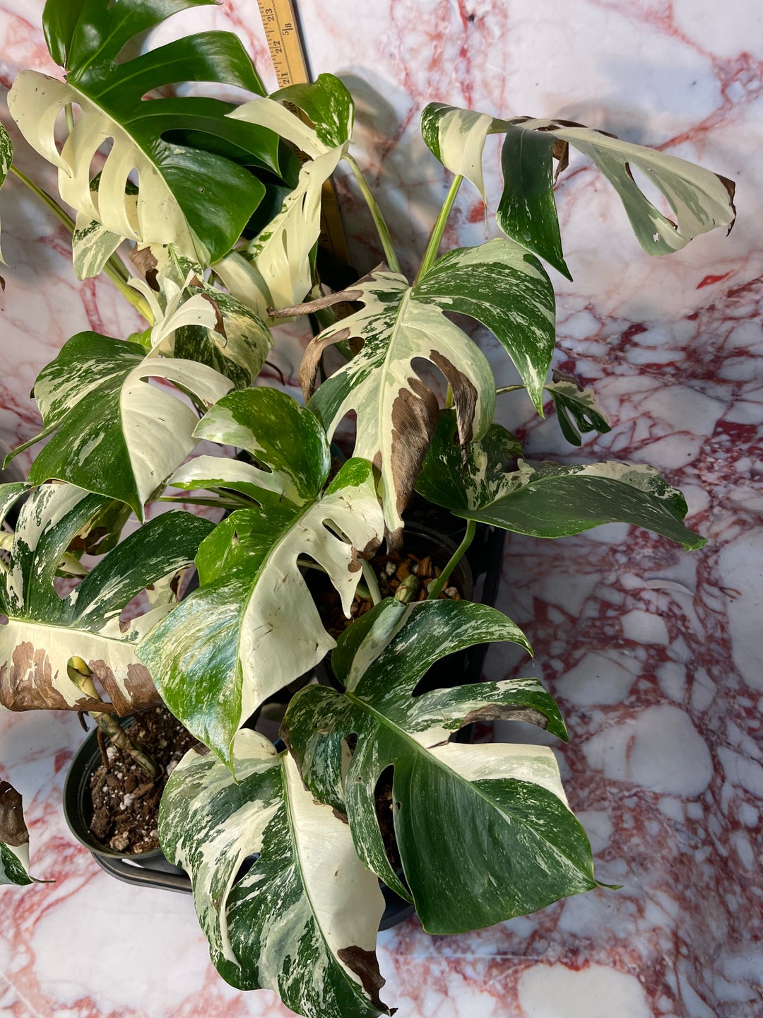 Extra White Variegated Monstera Albo, Rooted Cutting & Plants ...