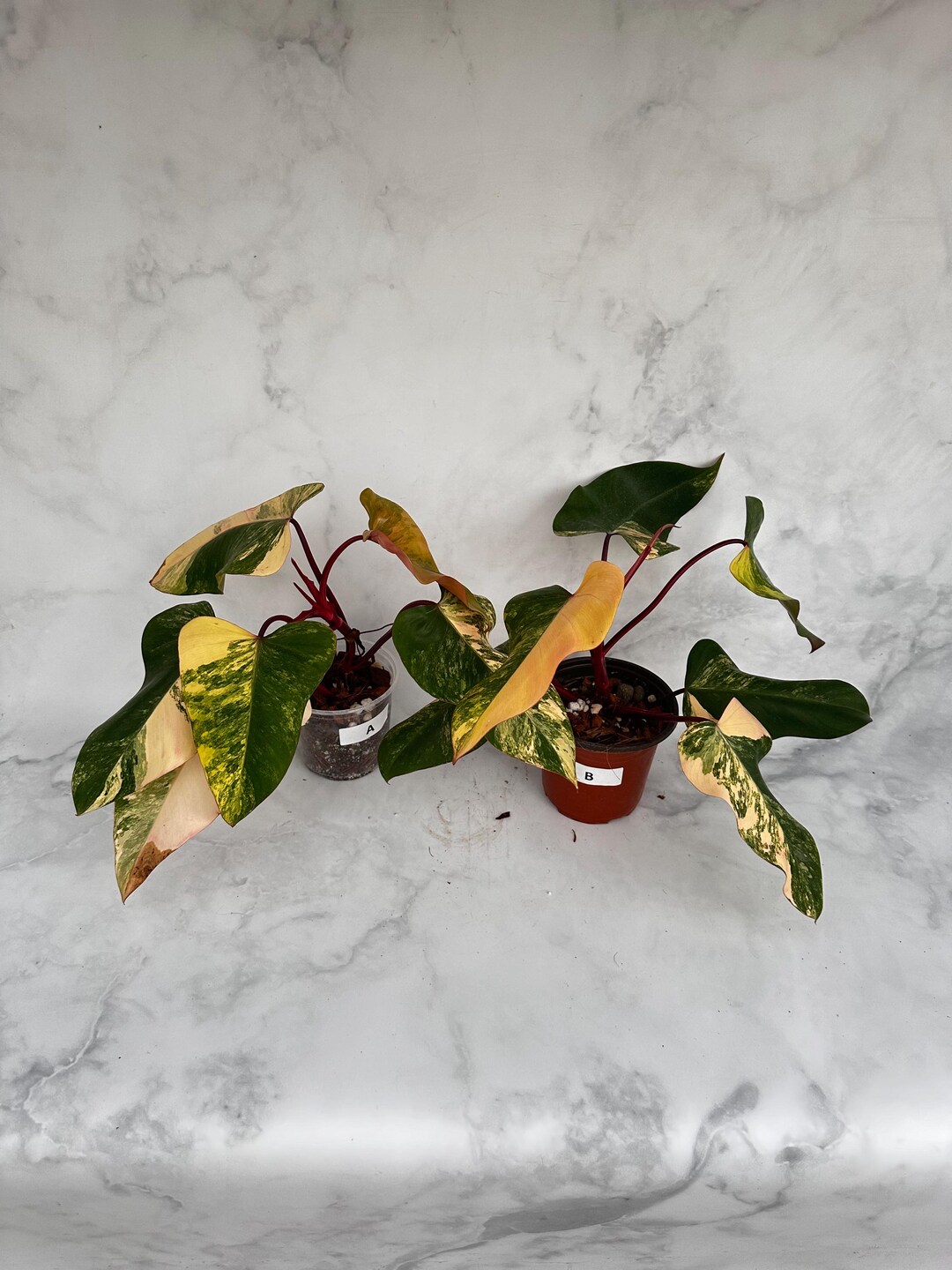Philodendron Strawberry Shake, Pick Your Plant - Etsy