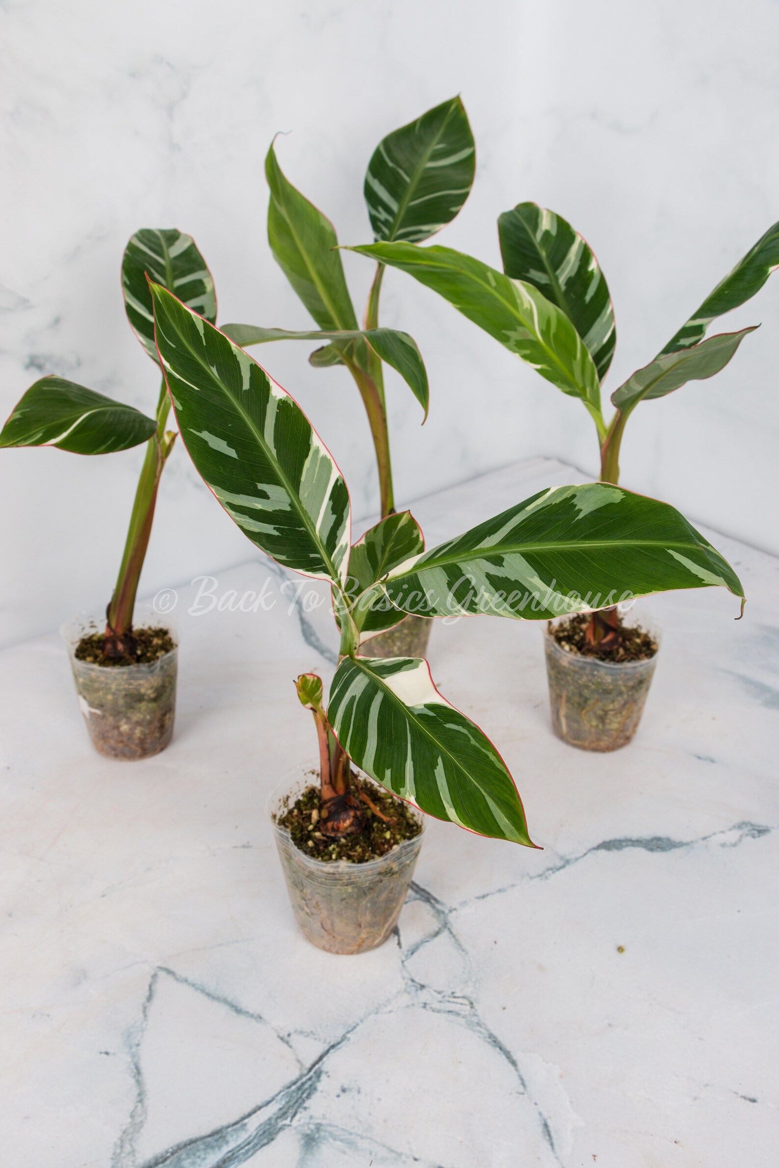 Musa Florida Variegated Banana Tree - Etsy