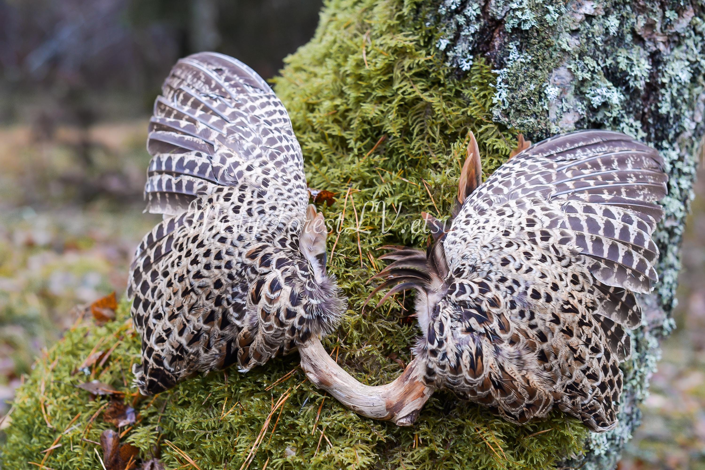 Large Feather Smudge Fan, Smudging Fan, Feather Fan, Ritual Fan ...