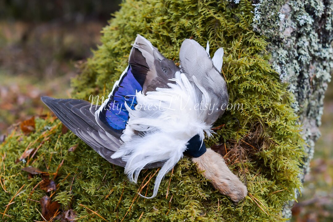 Feather Smudge Fan, Smudging Fan, Feather Fan, Ritual Fan, Healing ...