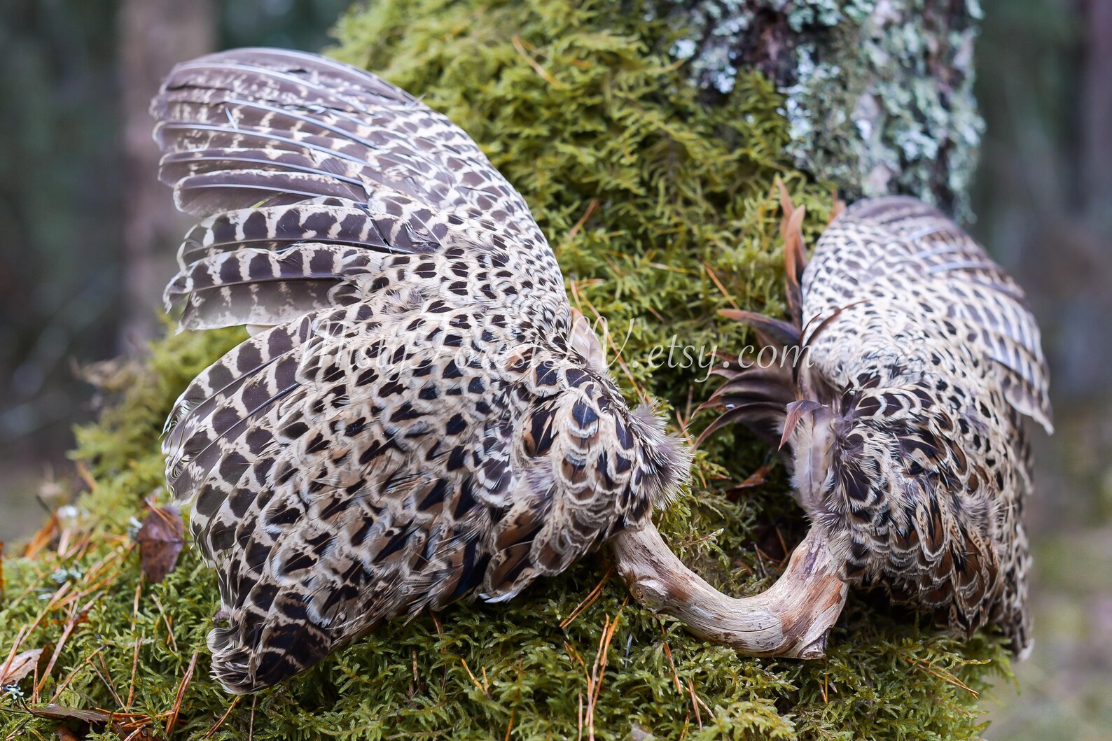 Large Feather Smudge Fan, Smudging Fan, Feather Fan, Ritual Fan ...