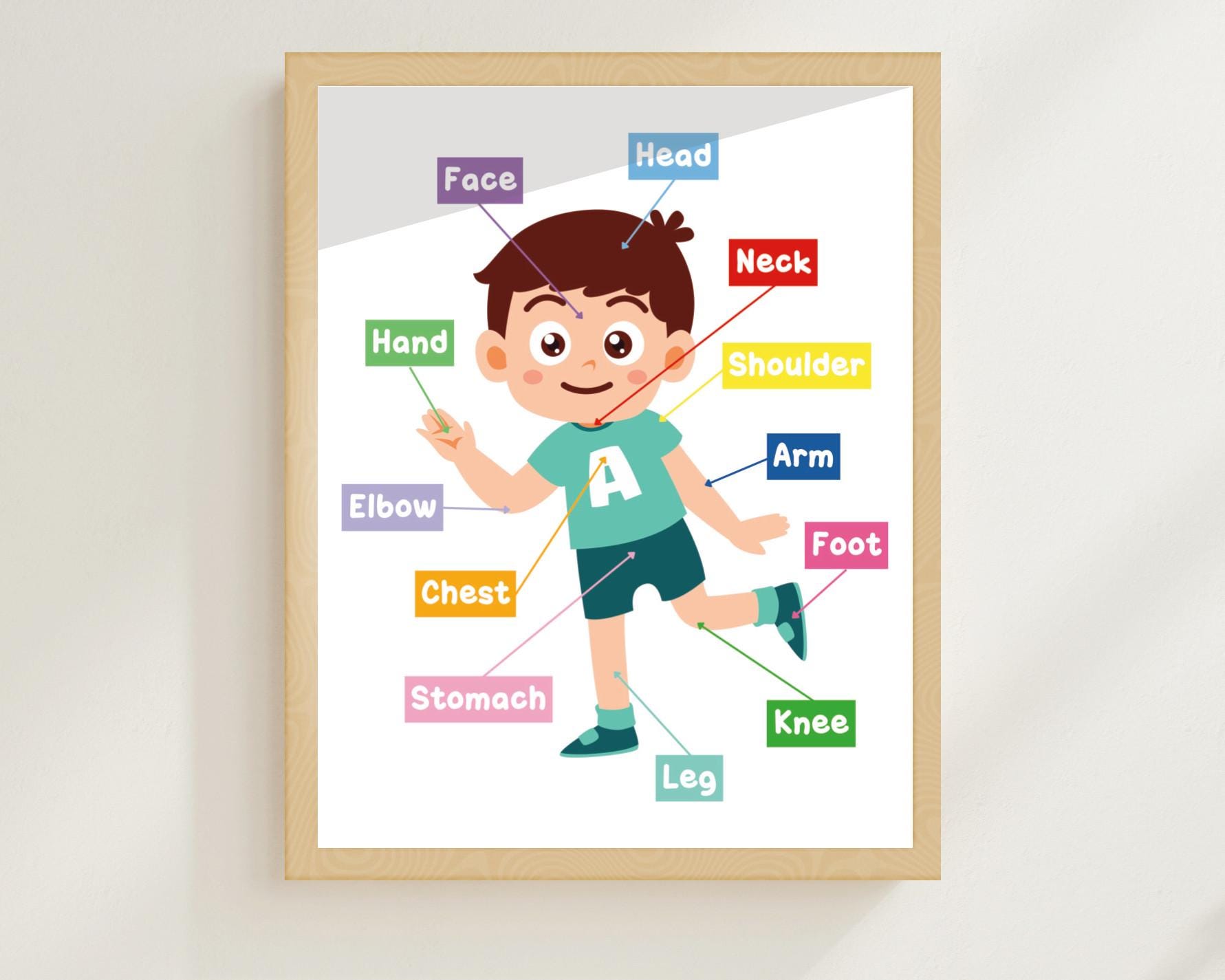 Human Body Parts Printable, My Body Educational Poster Montessori Early ...