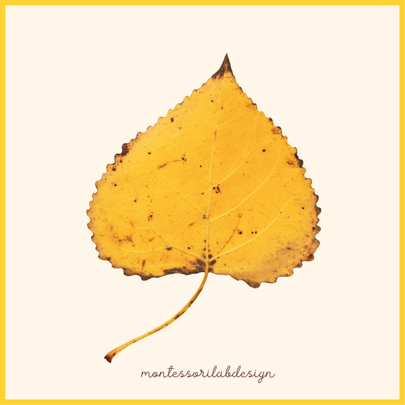 LEAVES - Cut - Paste - Color - Montessori Interactive Book - Children ...