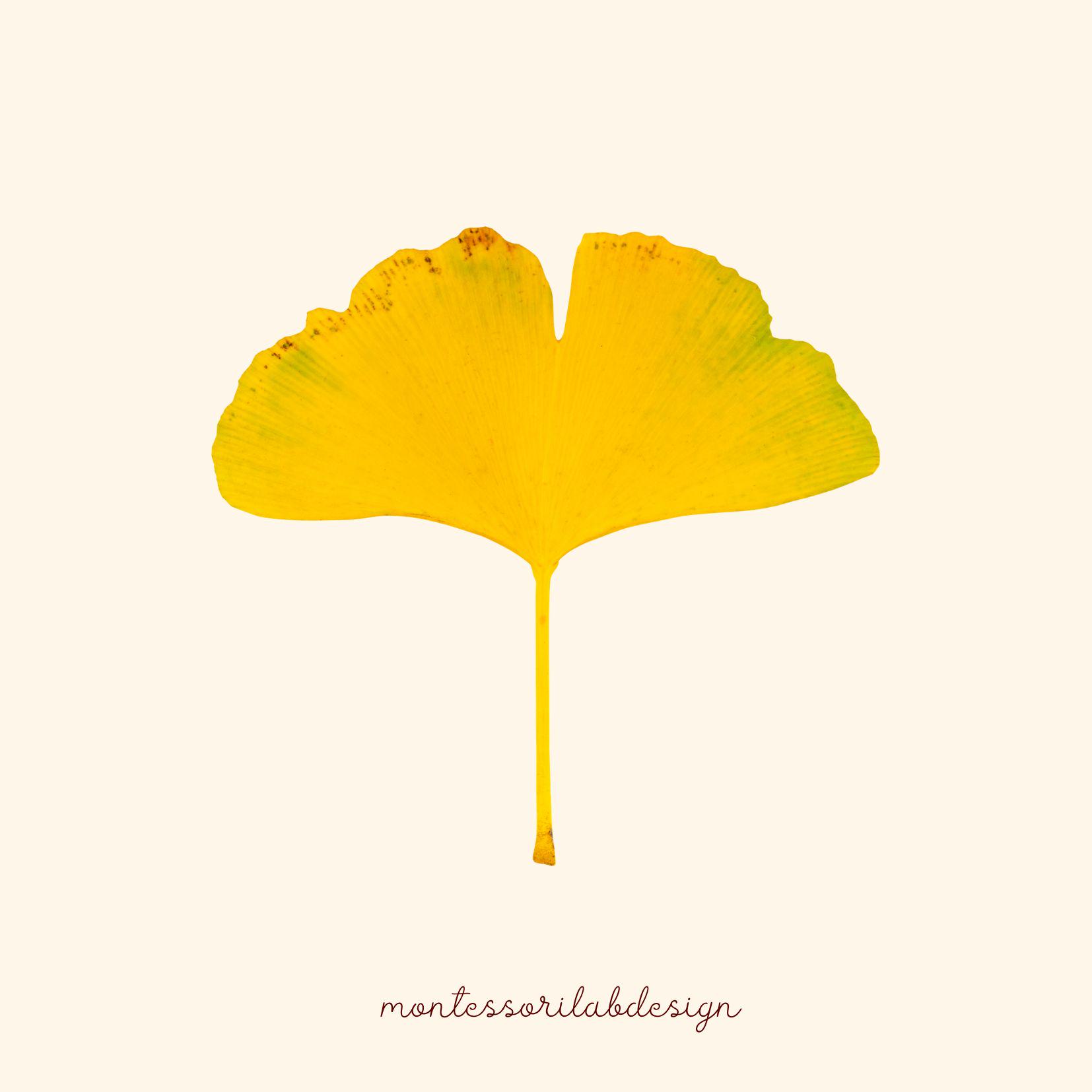 LEAVES - Cut - Paste - Color - Montessori Interactive Book - Children ...