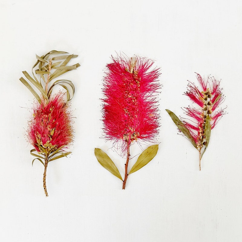 Pressed Tropical Flowers - Etsy
