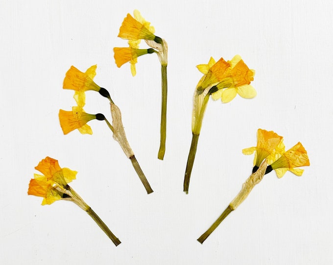 Pressed Mini Daffodils With Stem - 5 Double Yellow Flowers - Real ...