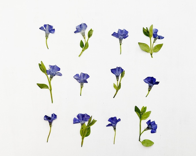 Pressed Periwinkle - 12 Real Vinca Flowers on Short Stem - Blue Purple ...