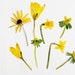 Yellow Pressed Flowers Mix - Real Dried Flowers in Yellow Shades ...