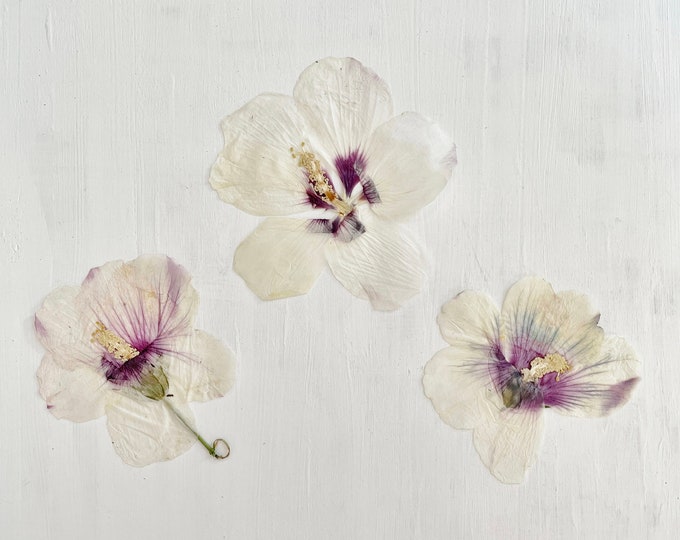 Pressed Hibiscus Flowers - 3 White Rose of Sharon - Real Flowers ...