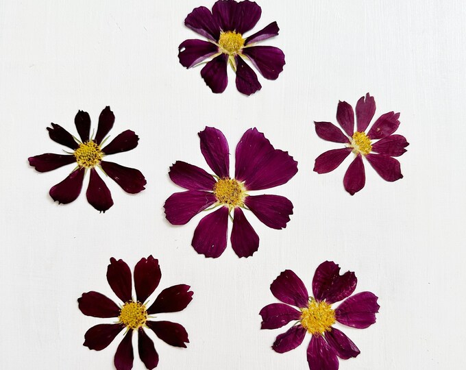 Pressed Cosmos Flowers - 6 Real Cosmos Flower Heads (no Stems) - Purple ...
