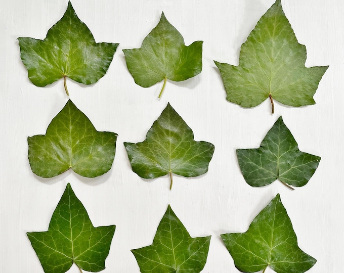 Pressed Large Ivy Leaves - Real Ivy Foliage Grown Organically in ...