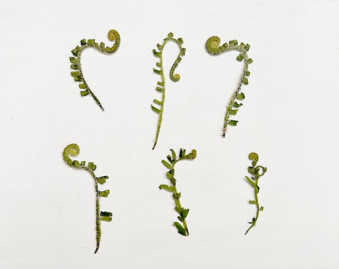 Pressed Fern Curls - Real Fiddlehead Ferns - 6 Small Curly Fern Leaves ...