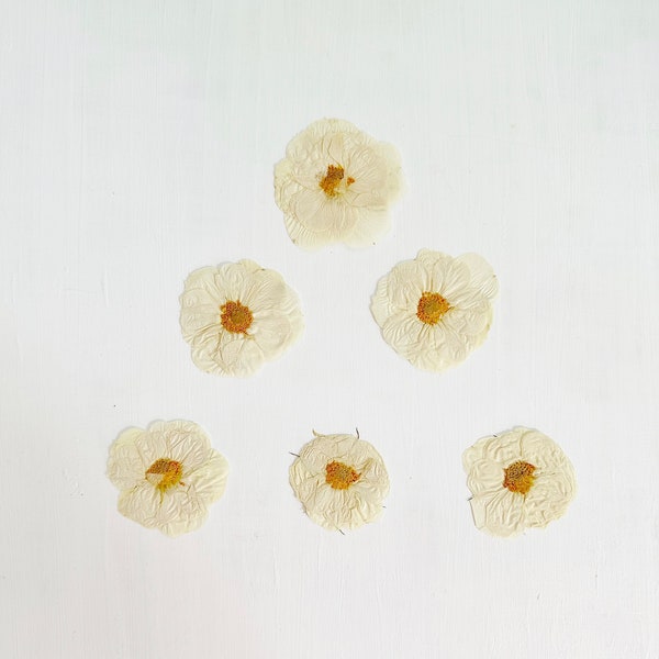 Dried White Roses - Etsy