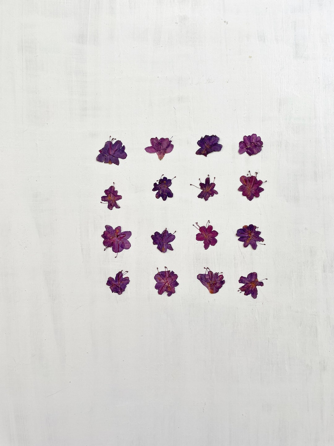 Pressed Azalea Real Dried Flowers 16 Small Purple Maroon Azaleas Crafts ...