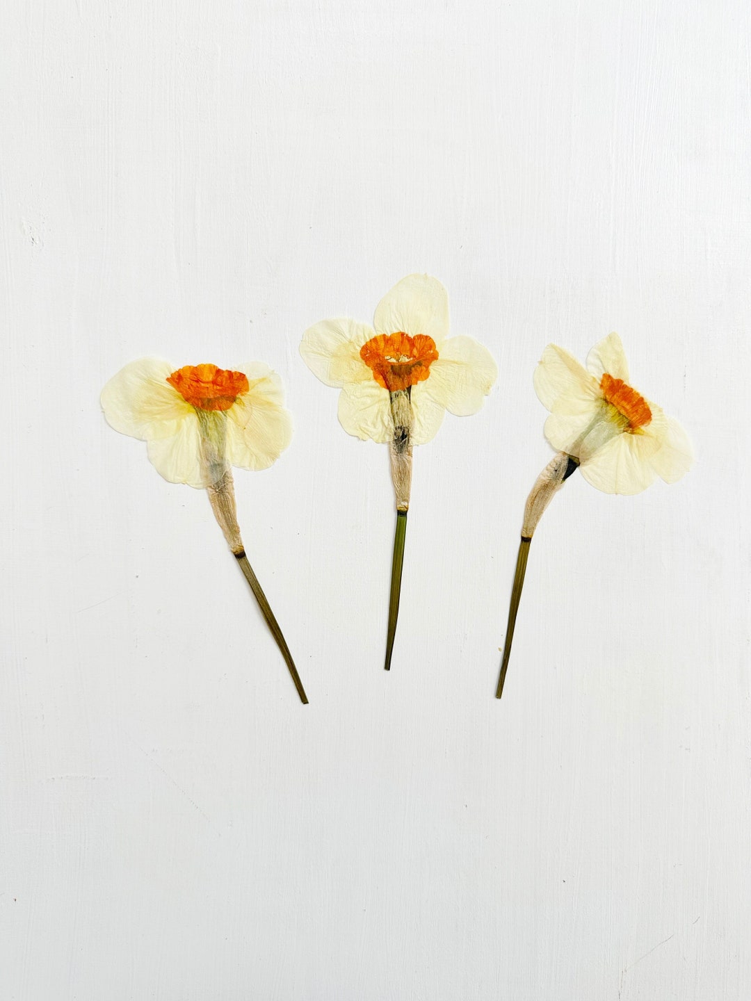 Pressed Large Daffodils With Stem - 3 Real Flowers - Orange, Yellow ...