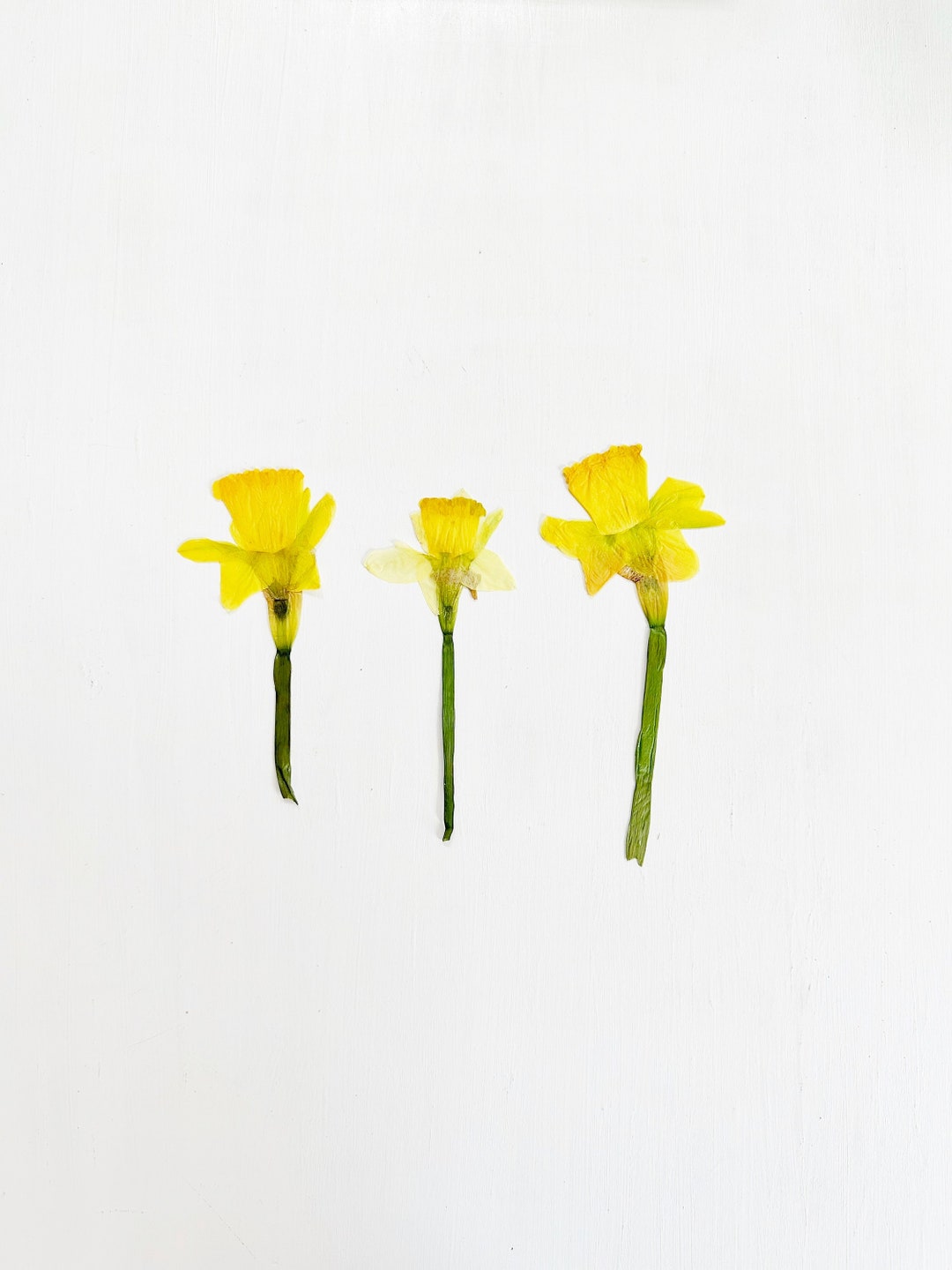 Pressed Large Daffodils With Stem - 3 Real Flowers - Yellow - March ...
