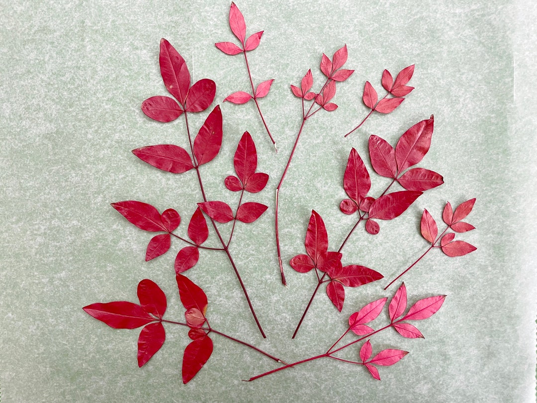 Pressed Red Bamboo Leaves - Real Heavenly Bamboo Foliage - 8 Stems ...