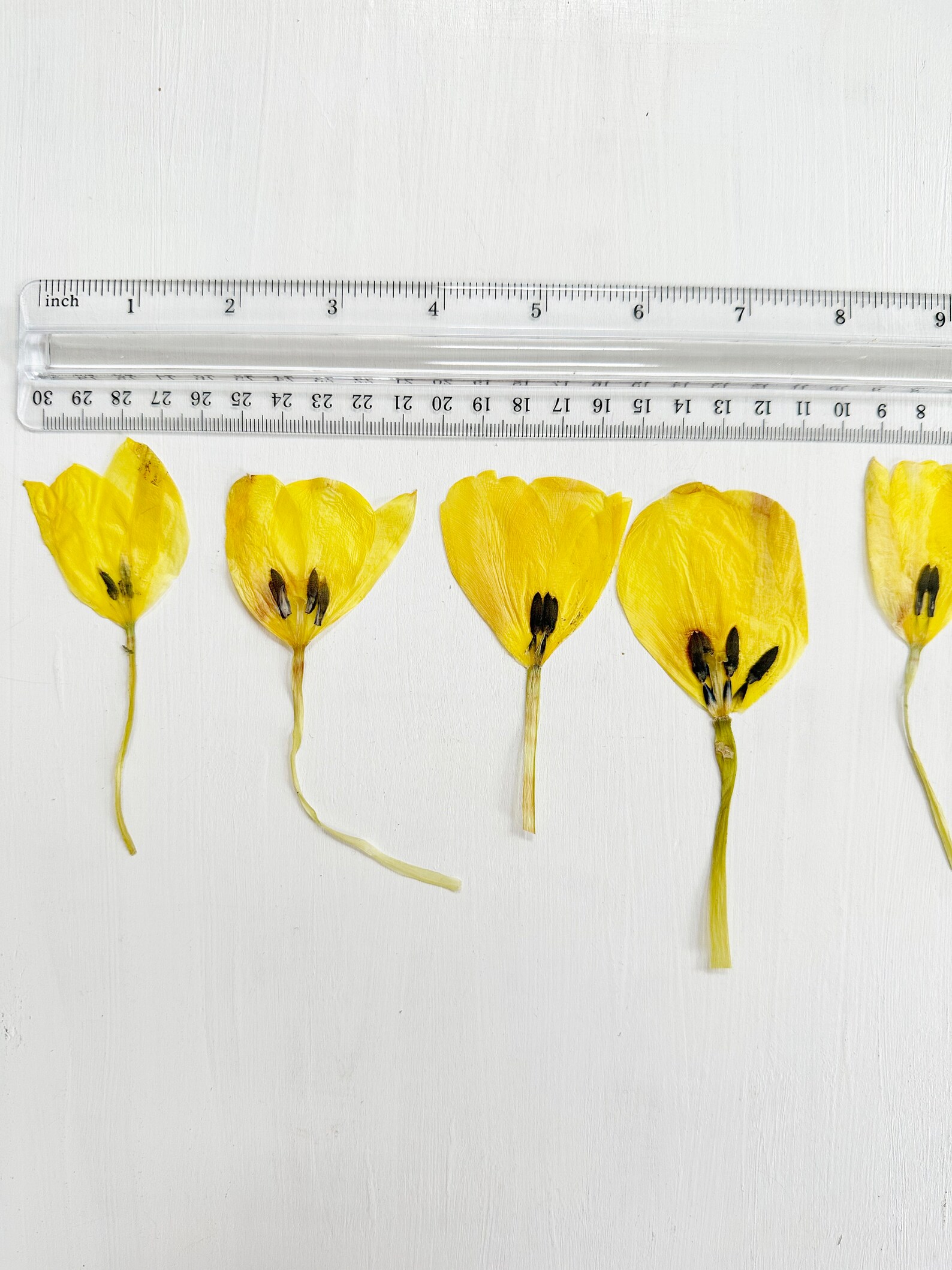 Pressed Tulips - Real Tulip Flowers Cut in Half - 6 Yellow Tulips on ...