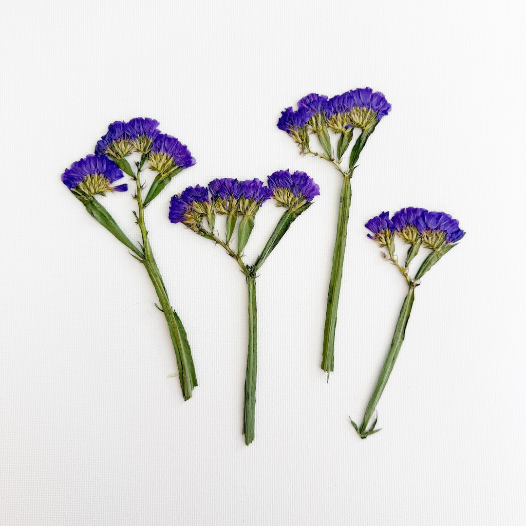 Pressed Statice Flowers - 4 Purple Statice Flower Stems - Real Limonium ...