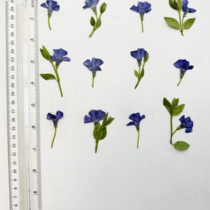 Pressed Periwinkle - 12 Real Vinca Flowers on Short Stem - Blue Purple ...