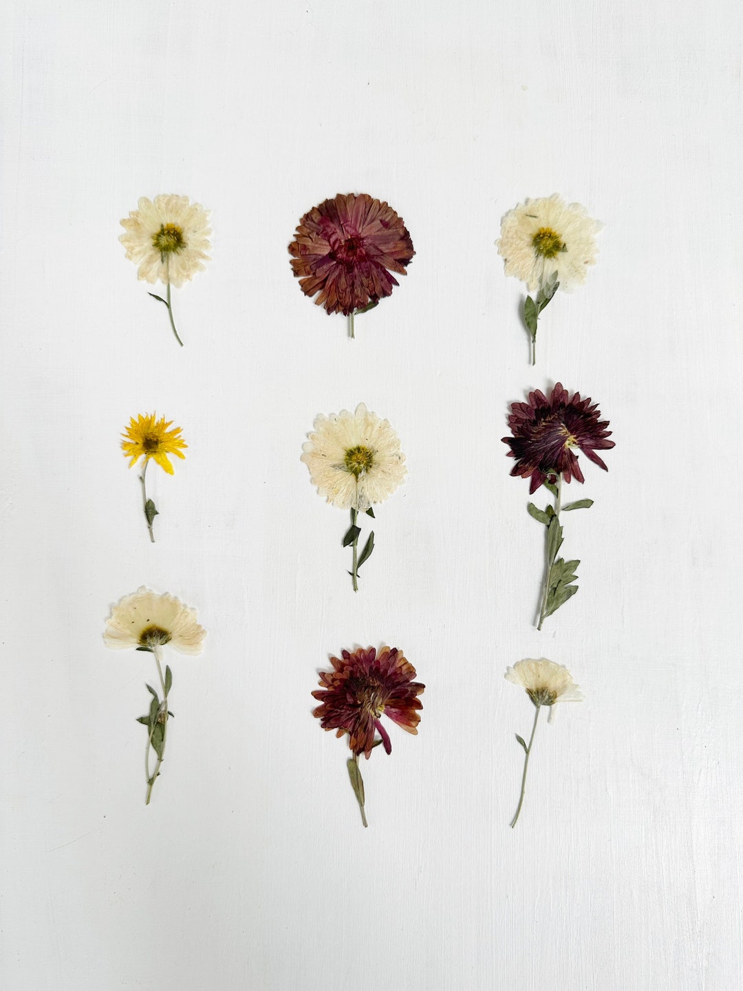 Pressed Chrysanthemum - 9 Real Mums on Short Stems - Autumn Colors Mix ...