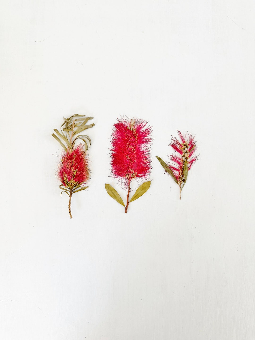 Pressed Callistemon Flowers - 3 Real Bottlebrush Flowers - Red and Pink ...