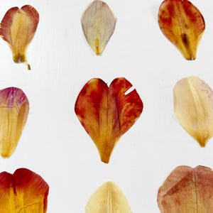 Pressed Tulip Petals - 9 Real Flower Petals - Mixed Colors - Large ...