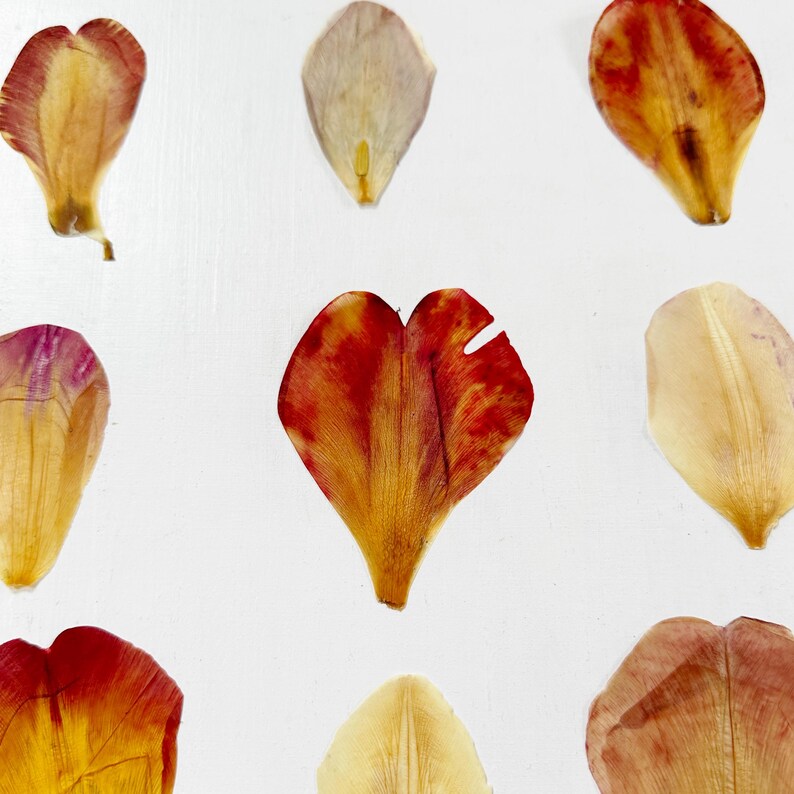 Pressed Tulip Petals - 9 Real Flower Petals - Mixed Colors - Large ...