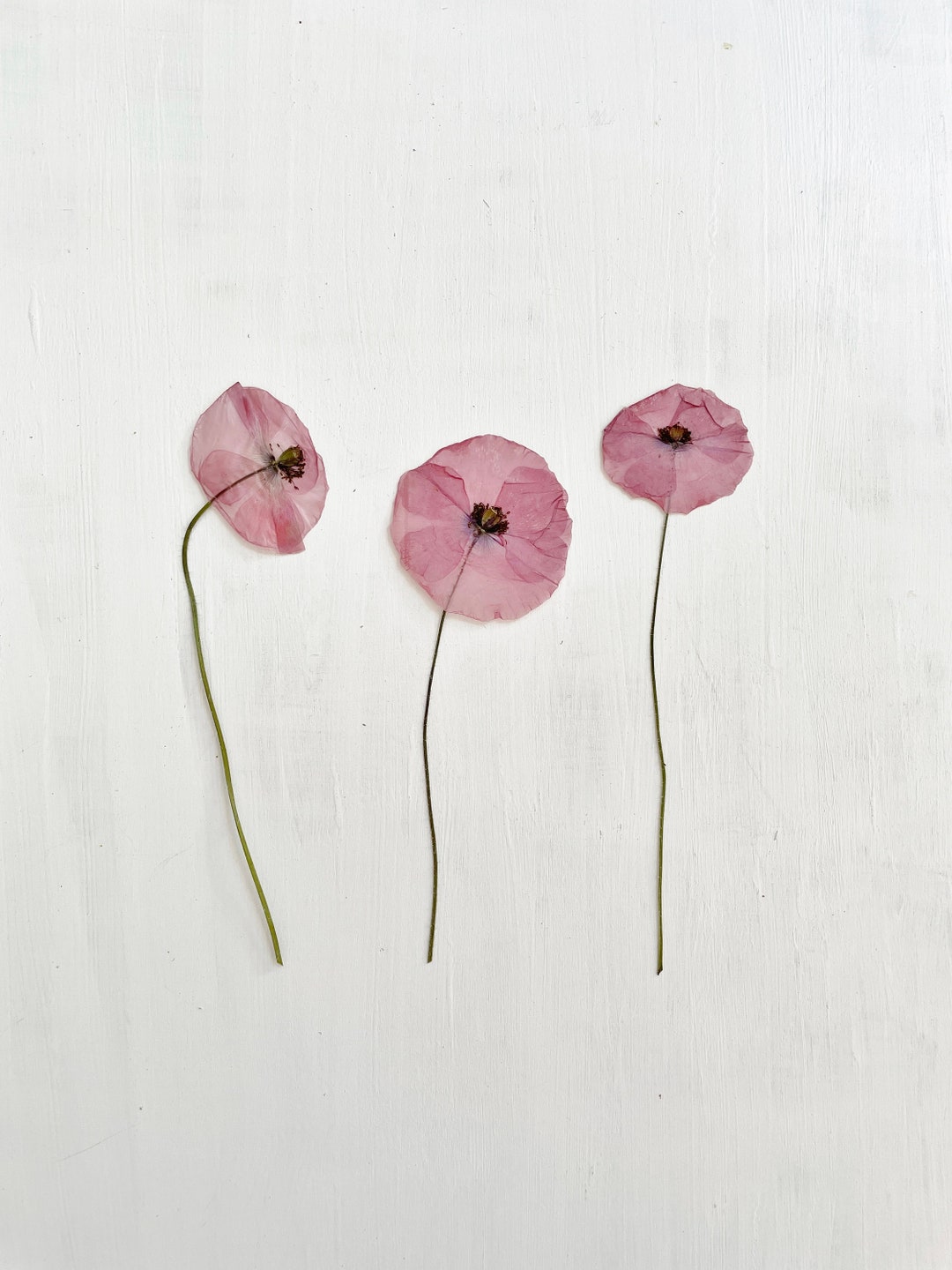 Pressed Poppies on Stem - 3 Real Papaver Flowers - Dark Red - August ...