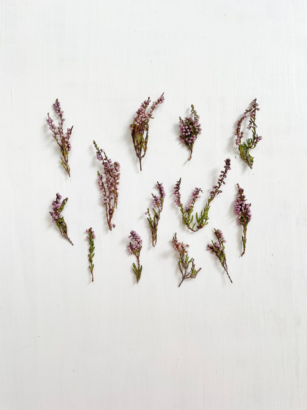 Dried Heather - 12 Mini Clusters of Real Heather Flowers - Pink Heather ...