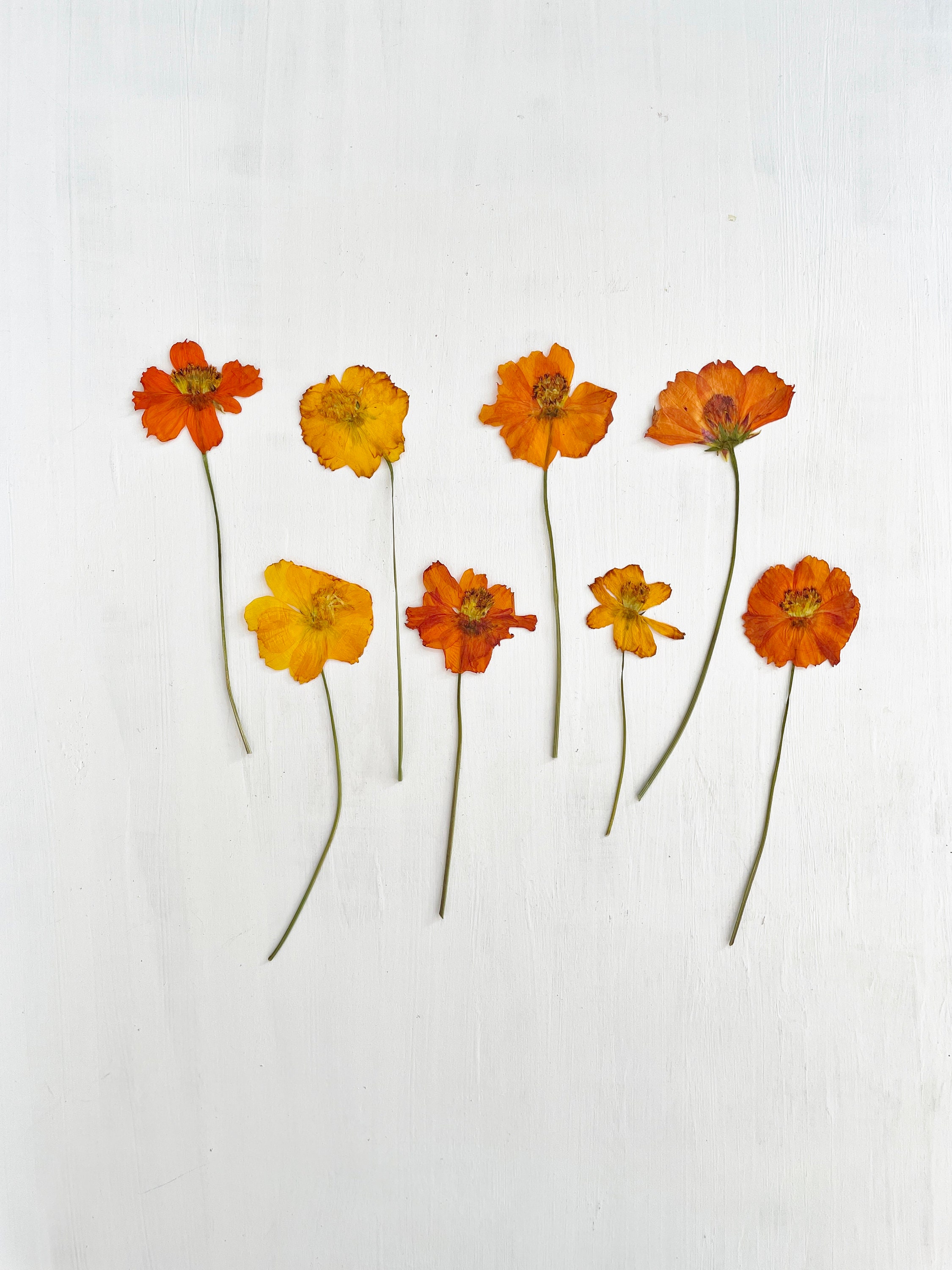 Pressed Cosmos Flowers - 8 Real Sulfur Cosmos on Stems - Orange Mix ...