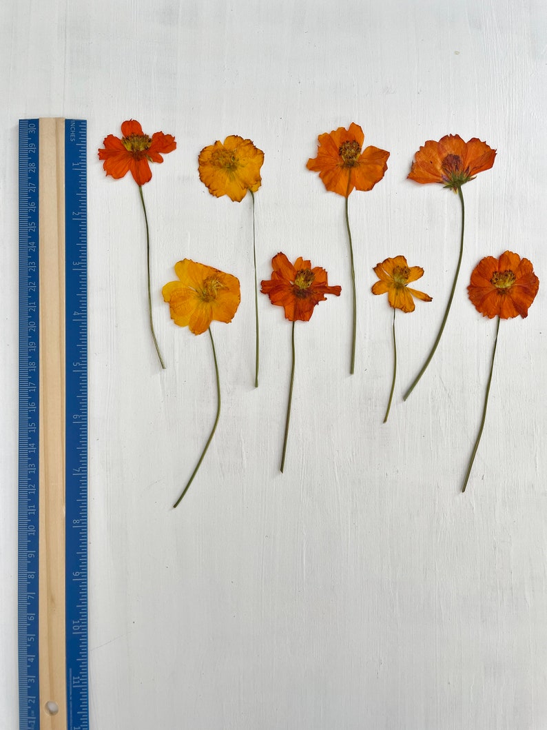 Pressed Cosmos Flowers - 8 Real Sulfur Cosmos on Stems - Orange Mix ...