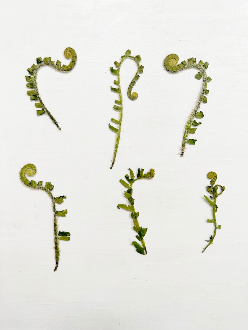 Pressed Fern Curls - Real Fiddlehead Ferns - 6 Small Curly Fern Leaves ...