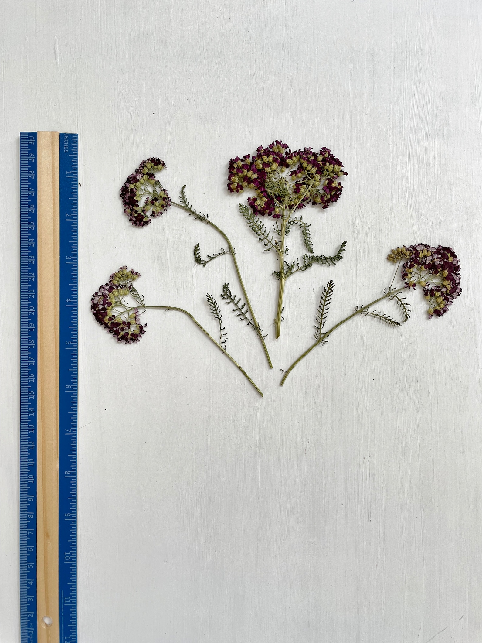 Pressed Yarrow Flowers - 4 Real Achillea Flowers on Stem - Purple - for ...