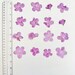 Pressed Azalea - Real Dried Flowers - 16 Small Pink Purple Azaleas ...