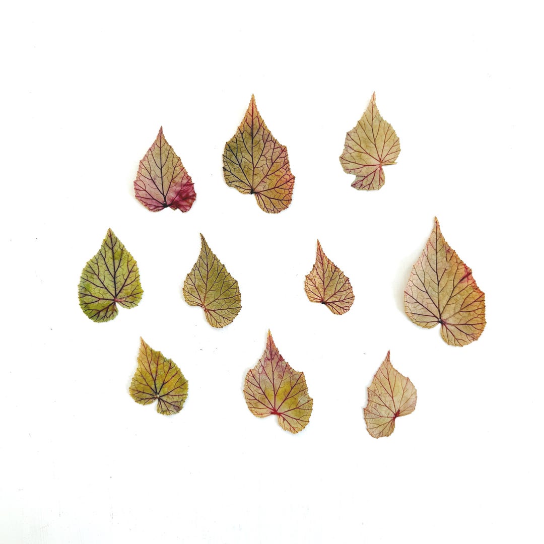 Pressed Begonia Leaves - 10 Small Medium Leaves - Red and Green Foliage ...