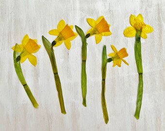 Pressed Mini Daffodils With Stem 5 Double Yellow Flowers Real Flowers ...