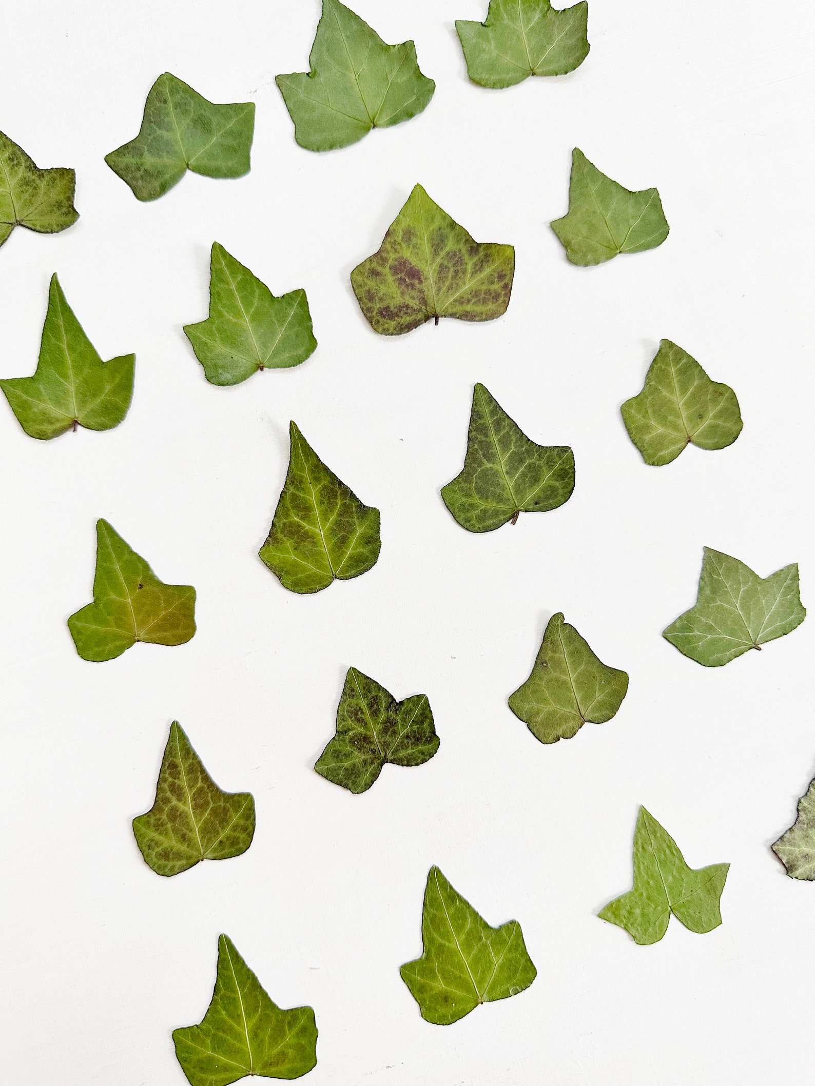 Pressed Ivy 20 Small Real Ivy Leaves Grown Organically in - Etsy