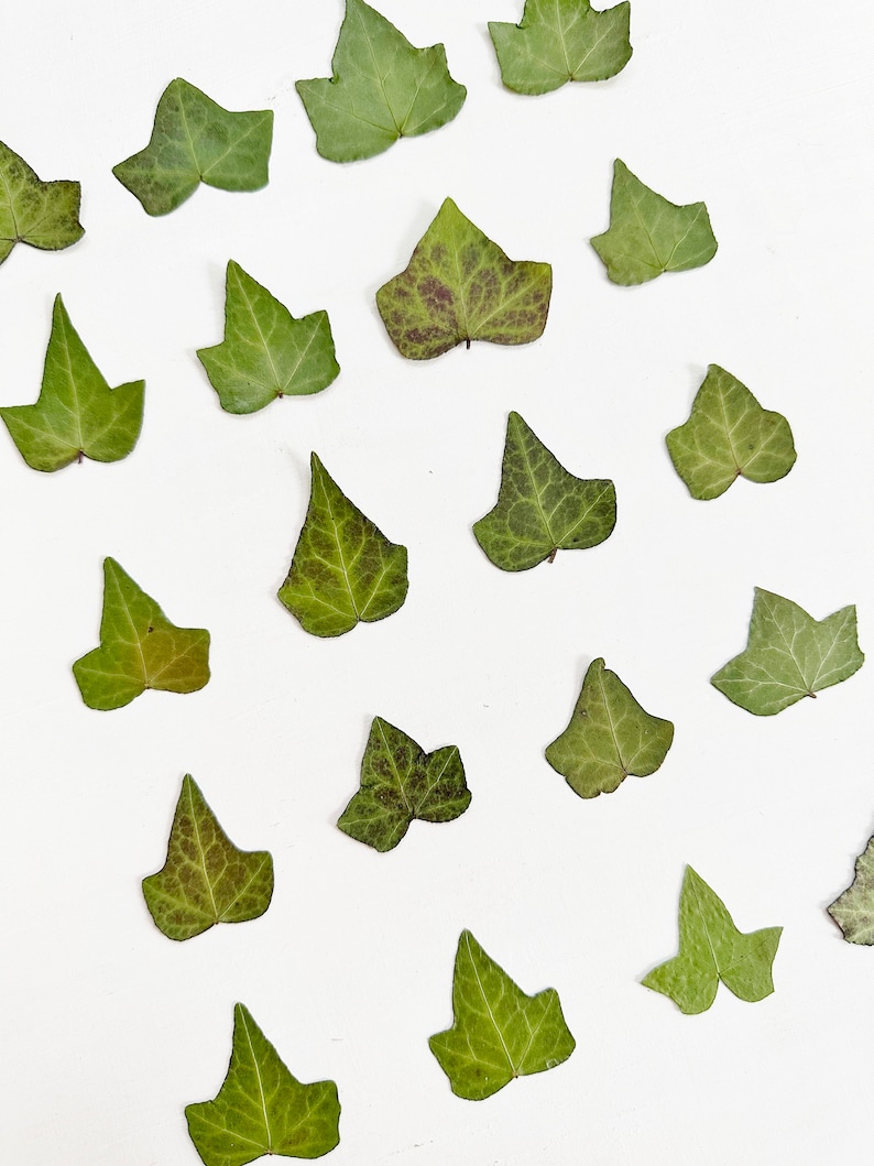 Pressed Ivy - 20 Small Real Ivy Leaves Grown Organically in Princeton ...